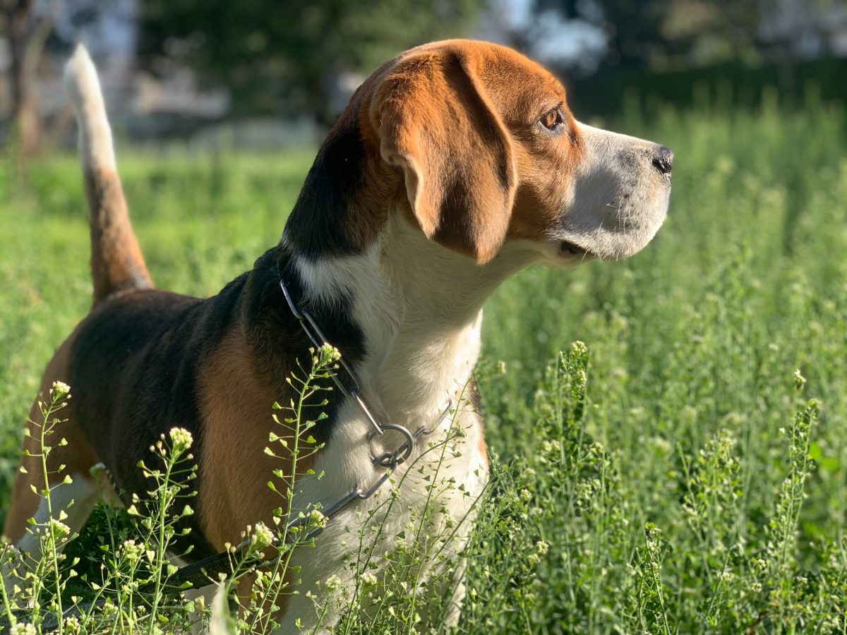 Beagle - fakta och information - Veterinärkartan.se